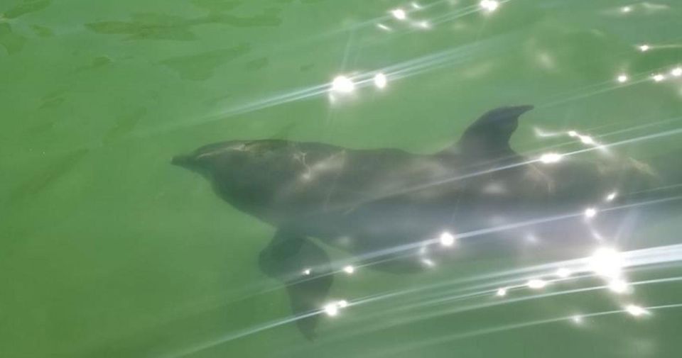 Island Paradise: Dolphin, Shelling, Birding Eco Boat Tour - FAQ