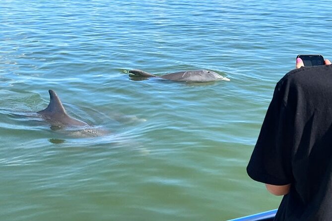 Island Paradise: Dolphin, Shelling, Birding Eco Boat Tour - A Closer Look at the Tour Experience