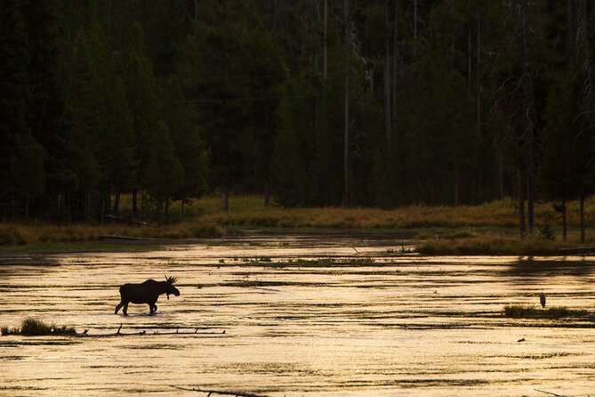 Island Park, Idaho Waterfalls and Wildlife - Key Points