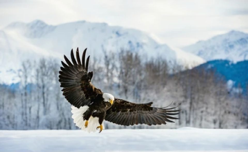 Jackson: 4-Day Grand Teton & Yellowstone Winter Tour - Introduction
