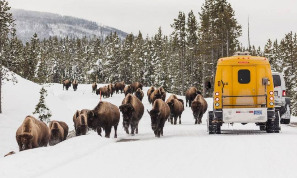 Jackson: 4-Day Grand Teton & Yellowstone Winter Tour - Key Points