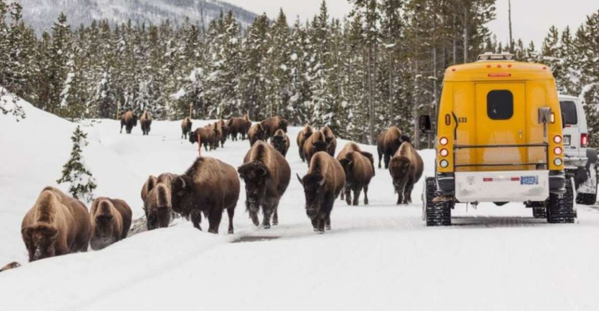 Jackson: 4-Day Grand Teton & Yellowstone Winter Tour - What’s Included & What to Consider