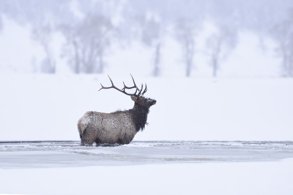 Jackson: 4-Day Grand Teton & Yellowstone Winter Tour - Authentic Experiences & Unique Highlights