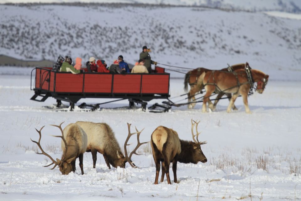Jackson: 4-Day Grand Teton & Yellowstone Winter Tour - FAQ