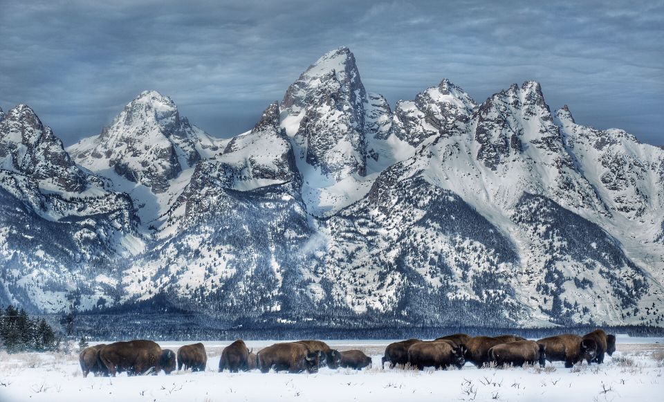 Jackson: Grand Teton and National Elk Refuge Winter Day Trip - Jackson: Grand Teton and National Elk Refuge Winter Day Trip Review