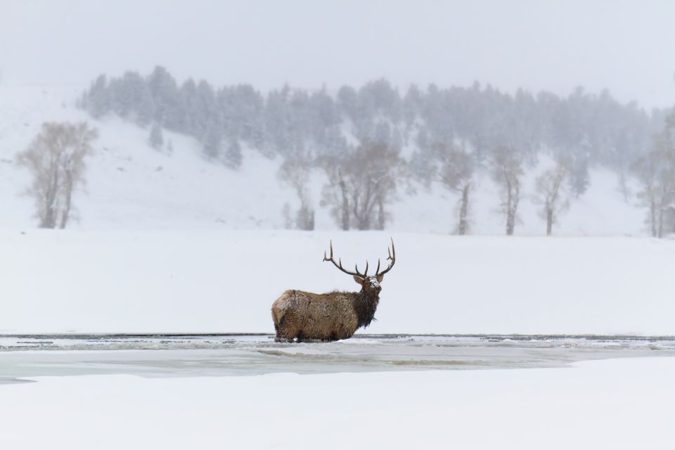 Jackson: Grand Teton, Bighorn Sheep, and Petroglyphs Tour - Who Will Love This Tour?