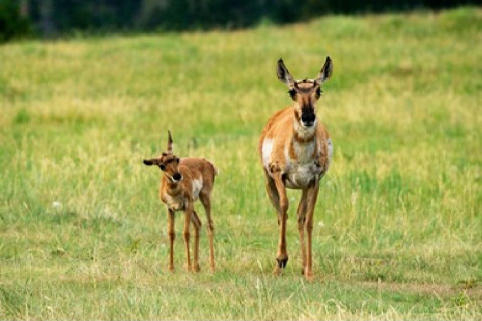 Jackson: Grand Teton National Park Guided Wildlife Tour - Introduction