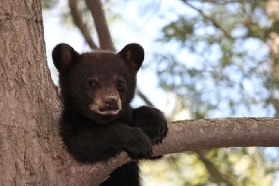 Jackson: Grand Teton National Park Guided Wildlife Tour - Key Points