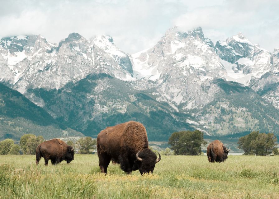 Jackson: Grand Teton National Park Guided Wildlife Tour - Overall Impression