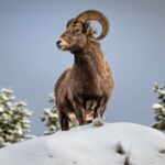 Jackson: Grand Teton & Native American Petroglyph Tour - Who Is This Tour Best For?