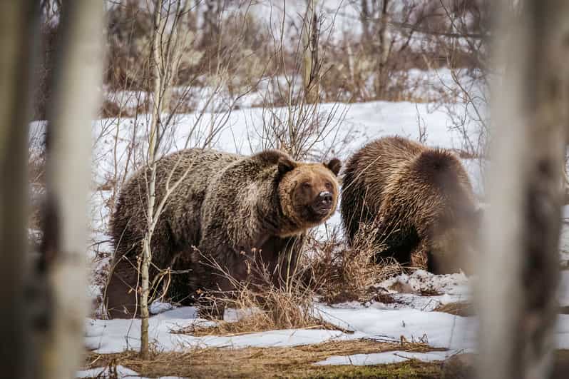 Jackson: Grand Teton Sunrise Safari with Naturalist Guide - An in-depth look at the Grand Teton Sunrise Safari