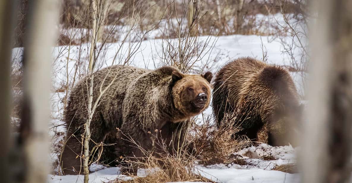 Jackson: Grand Teton Sunrise Safari with Naturalist Guide - Final thoughts