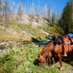 Jackson Hole: Bridger-Teton National Forest Horseback Ride - Why This Horseback Ride Offers Real Value