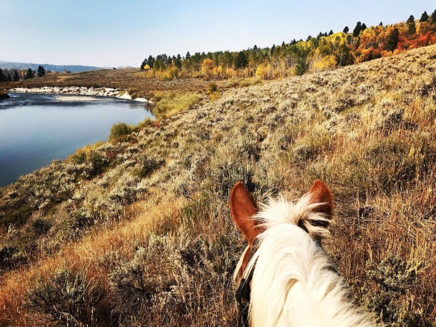 Jackson Hole: Bridger-Teton National Forest Horseback Ride - Who Will Love This Tour?  