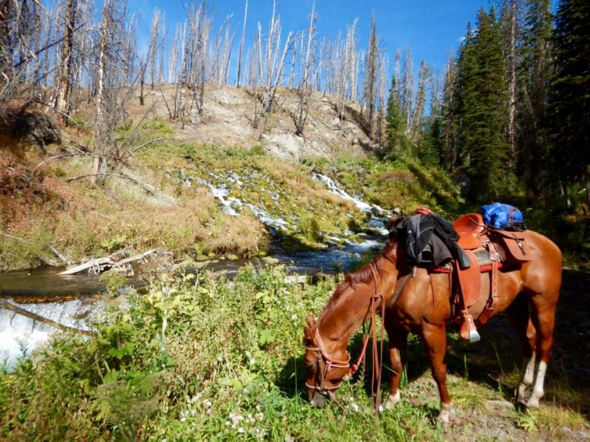 Jackson Hole: Dinner Cookout & Bridger-Teton Horseback Ride - An In-Depth Look at the Journey
