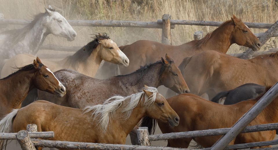 Jackson Hole: Dinner Cookout & Bridger-Teton Horseback Ride - Final Thoughts