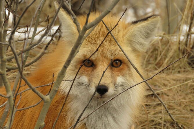 Jackson Hole & Grand Teton Park - Full-Day Wildlife Tour - The Experience in Detail