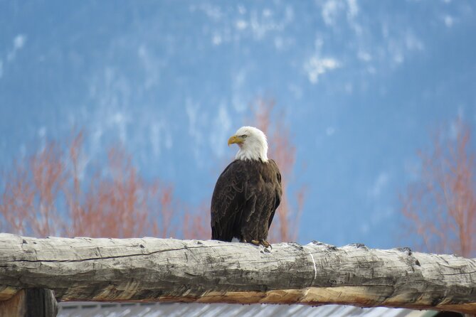 Jackson Hole & Grand Teton Park - Full-Day Wildlife Tour - Who Will Love This Tour?