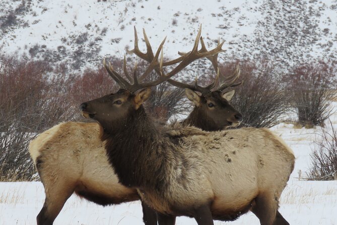 Jackson Hole & Grand Teton Park - Full-Day Wildlife Tour - FAQ