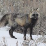 Jackson Hole & Grand Teton Park - Half-Day Wildlife Tour - Afternoon - Pricing & Value