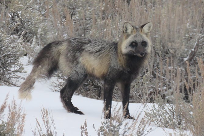 Jackson Hole & Grand Teton Park - Half-Day Wildlife Tour - Afternoon - Pricing & Value