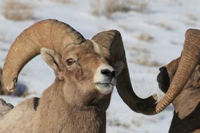 Jackson Hole & Grand Teton Park - Half-Day Wildlife Tour - Morning - In-Depth Look at the Itinerary