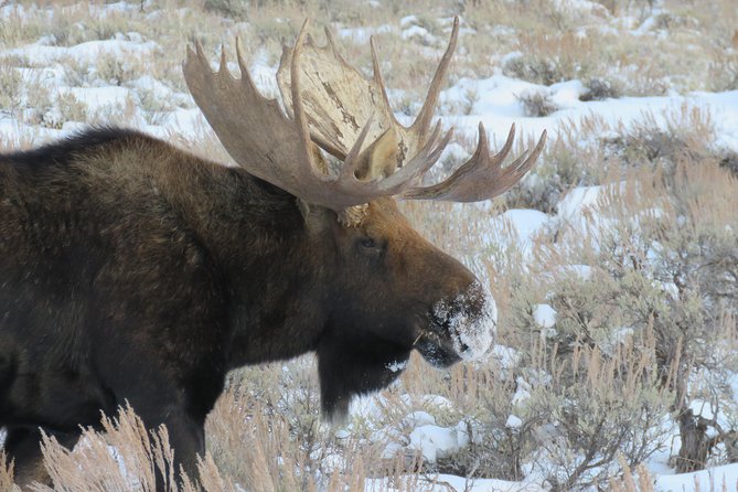 Jackson Hole & Grand Teton Park - Half-Day Wildlife Tour - Morning - The Guides Make All the Difference