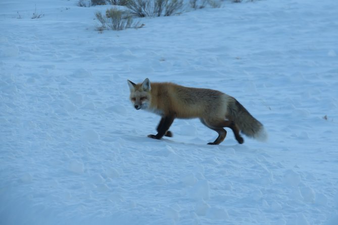 Jackson Hole & Grand Teton Park - Half-Day Wildlife Tour - Morning - Visualize the Experience
