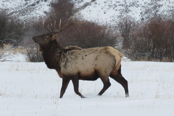 Jackson Hole & Grand Teton Park - Half-Day Wildlife Tour - Morning - FAQs
