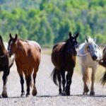 Jackson Hole: Moose Meadow Horseback Tour with Breakfast - Detailed Breakdown: Why This Tour Offers Good Value