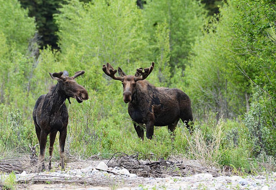Jackson Hole: Snake River Scenic Float Tour with Chairs - Key Points