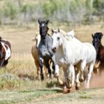 Jackson Hole: Teton View Guided Horseback Ride with Lunch - Practical Details and Value