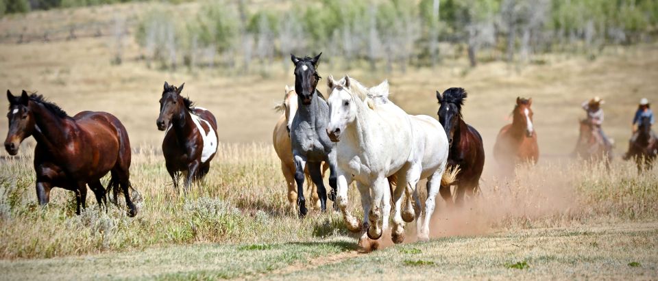 Jackson Hole: Teton View Guided Horseback Ride with Lunch - Practical Details and Value
