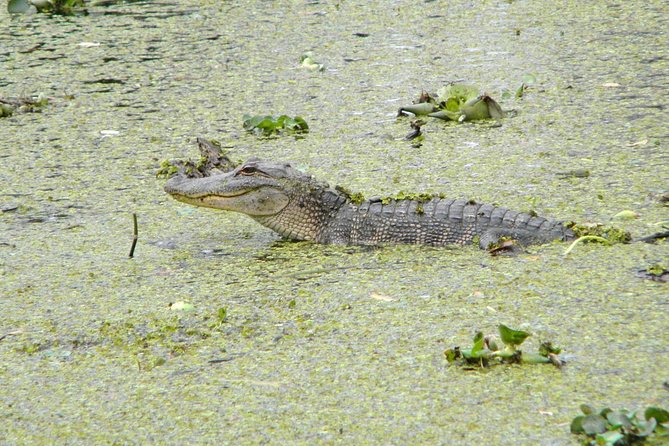 Jean Lafitte 90-Minute Swamp and Bayou Boat Tour - An In-Depth Look at the Tour Experience