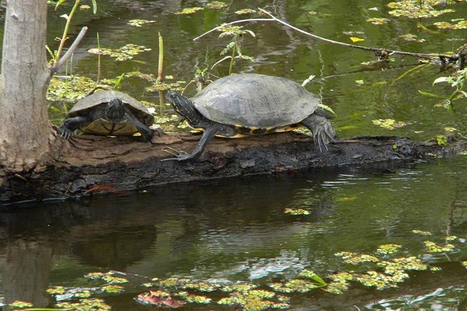 Jean Lafitte 90-Minute Swamp and Bayou Boat Tour - Why This Tour Is Worth It
