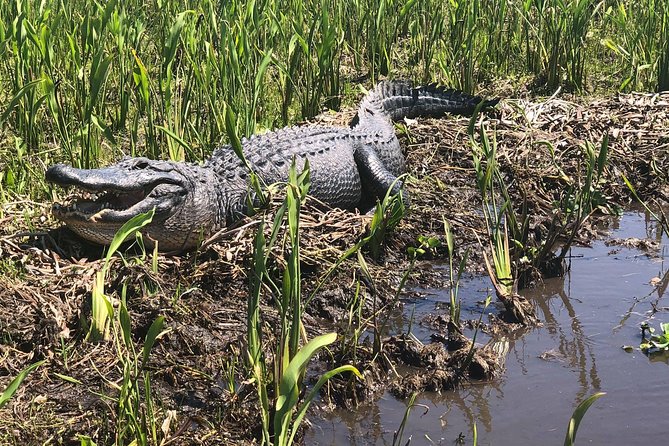 Jean Lafitte 90-Minute Swamp and Bayou Boat Tour - Authentic Insights from Past Travelers