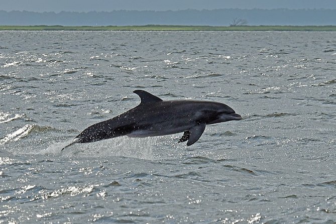 Jekyll Island Dolphin Tours - Detailed Breakdown of the Itinerary