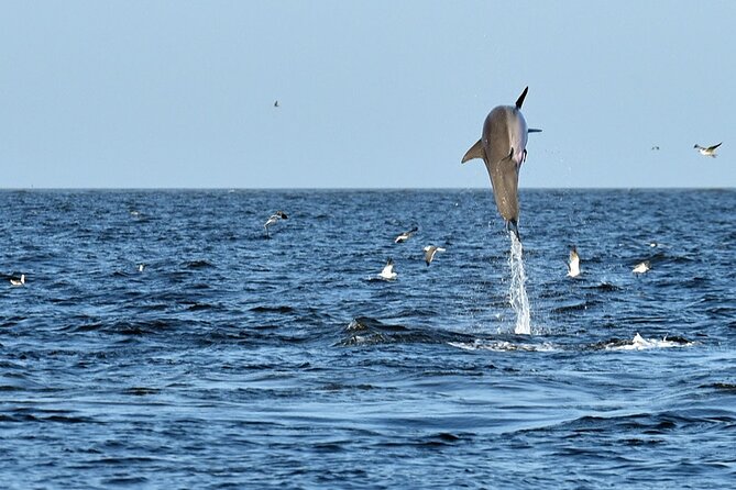 Jekyll Island Dolphin Tours - What to Expect on the Boat