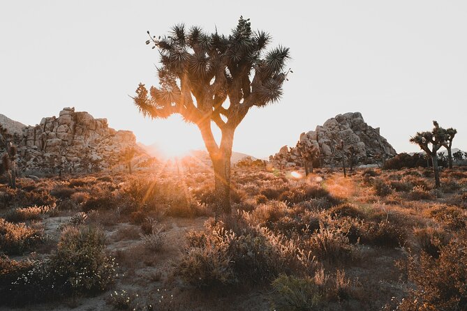 Joshua Tree Half Day Private Sunrise Hike - An In-Depth Look at the Joshua Tree Half Day Private Sunrise Hike