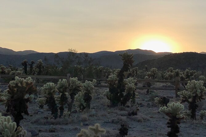 Joshua Tree National Park Driving Tour - Transportation and Group Size