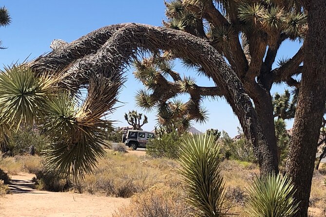 Joshua Tree National Park Driving Tour - Practical Tips for Booking and Participating