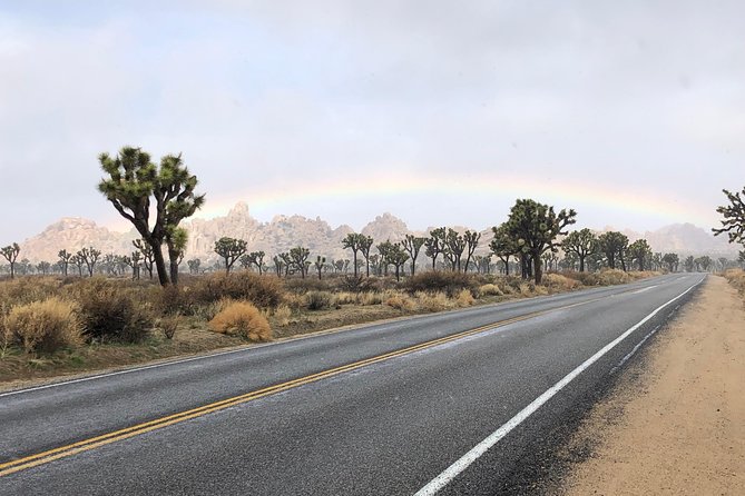 Joshua Tree National Park Scenic Tour - Final Thoughts: Who Will Love This Tour?