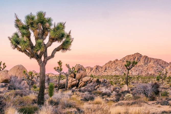 Joshua Tree National Park Self-Guided Driving Audio Tour - The Experience Begins: From Palm Springs to Joshua Tree