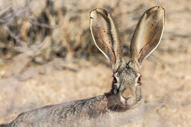 Joshua Tree National Park Self-Guided Driving Audio Tour - What Sets This Tour Apart?