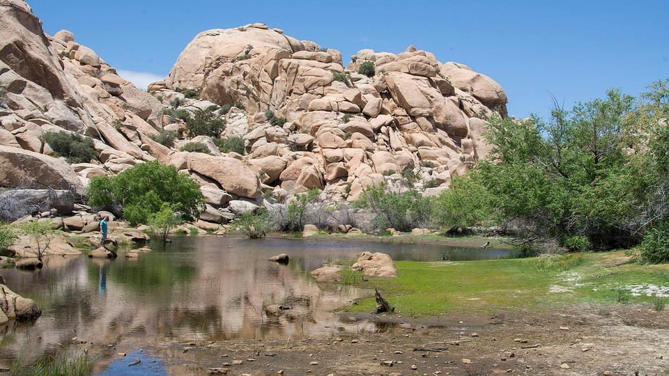 Journey into Joshua Tree: Audio Driving Tour and Local Guide - The Sum Up