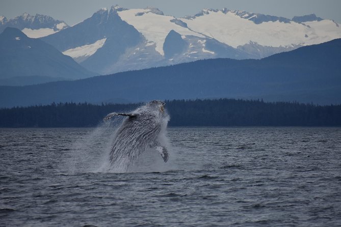 Juneau by Land & Sea - The Yacht Voyage: Wildlife and Scenic Views
