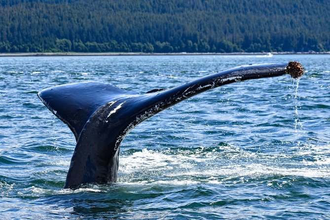 Juneau Lighthouse Tours - Whale watching & Lighthouse Combo - Who Should Consider This Tour?