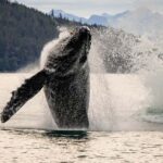 Juneau: Mendenhall Glacier Waterfall & Whale Watching Tour - Authentic Insights from Reviewers