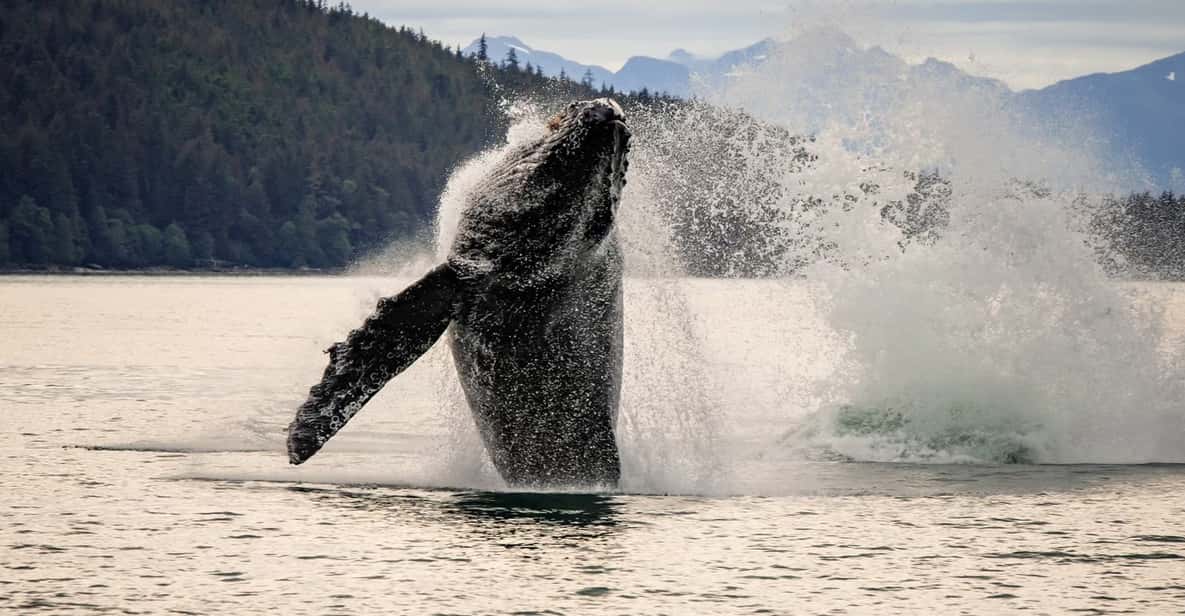 Juneau: Mendenhall Glacier Waterfall & Whale Watching Tour - Authentic Insights from Reviewers