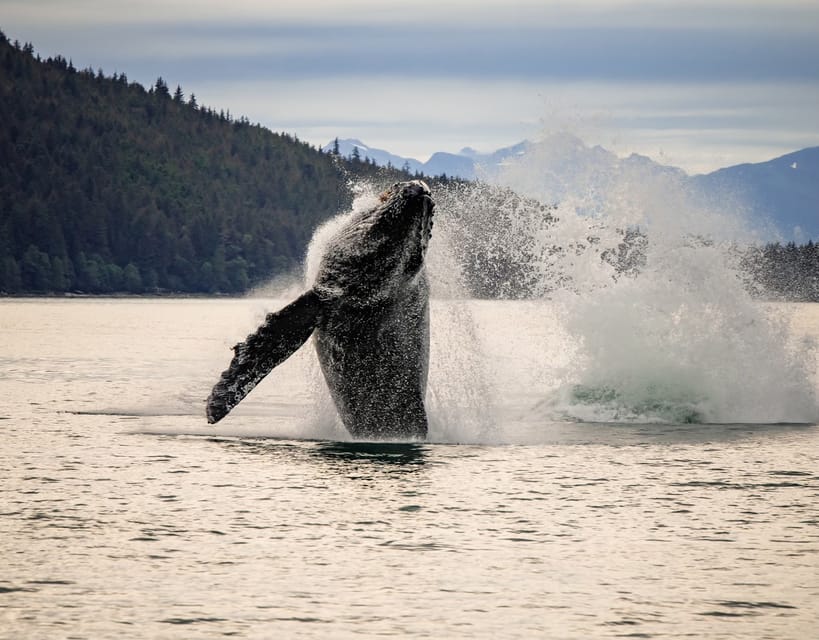Juneau: Mendenhall Glacier Waterfall & Whale Watching Tour - The Sum Up
